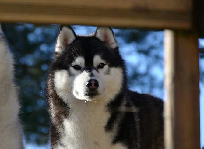 Accueil - Elevage Lord Of Heaven - eleveur de chiens Siberian Husky